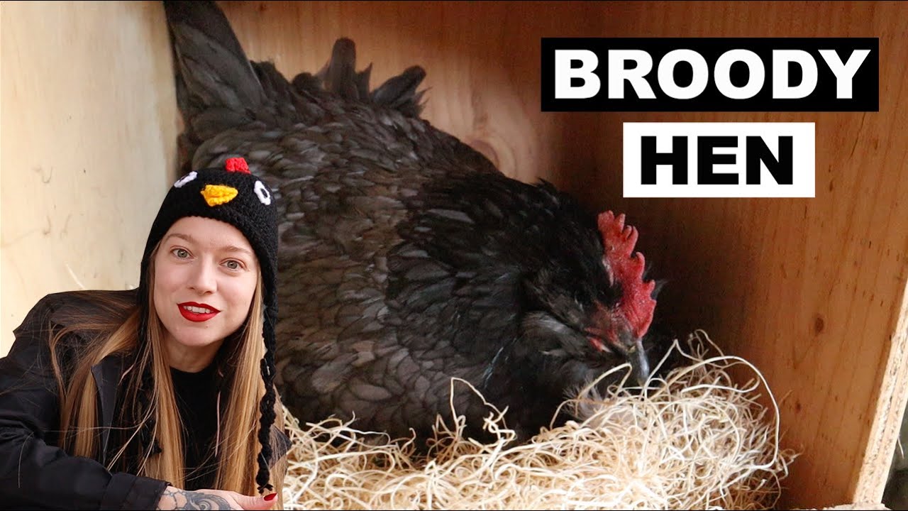 How and Why to Break a BROODY HEN