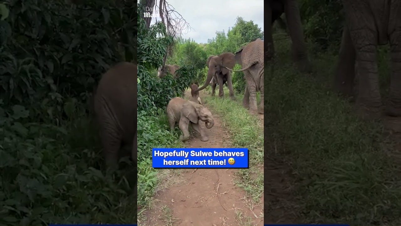 Cheeky baby elephant topples her brother