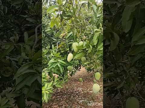 Mango Farm | Mango Garden