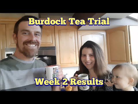 Burdock Tea Trial Week 2 Results