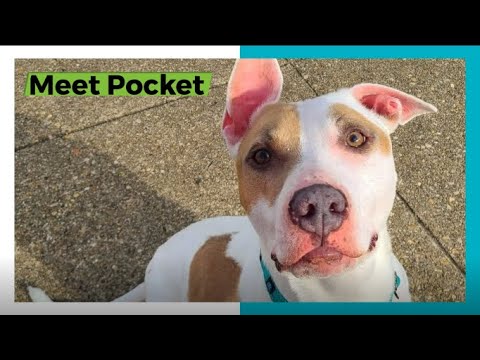 Pocket at the Richmond SPCA