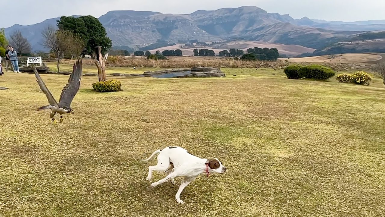 English Pointer Races Peregrine Falcon.