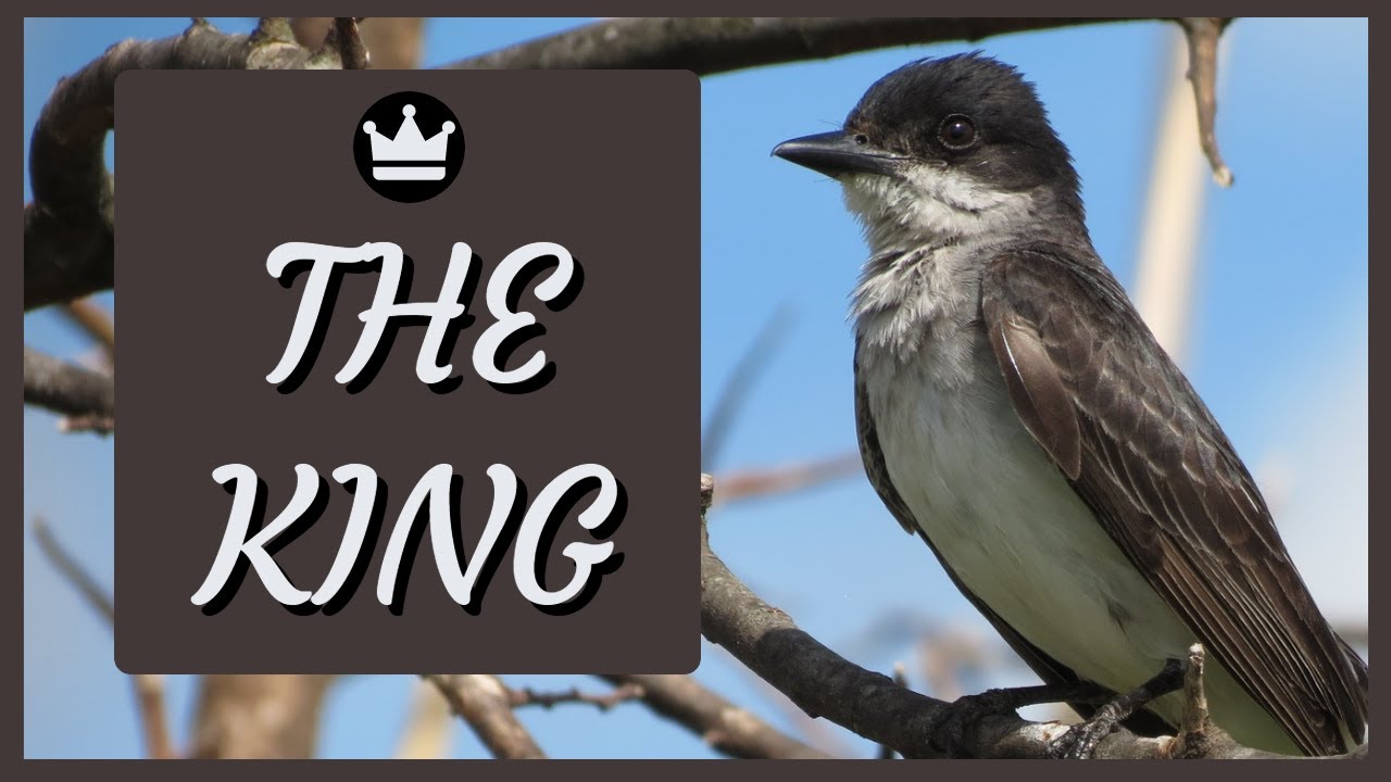 An Up-Close Look at the Eastern Kingbird | See For Yourself Why This Bird is a King | Relaxing Music