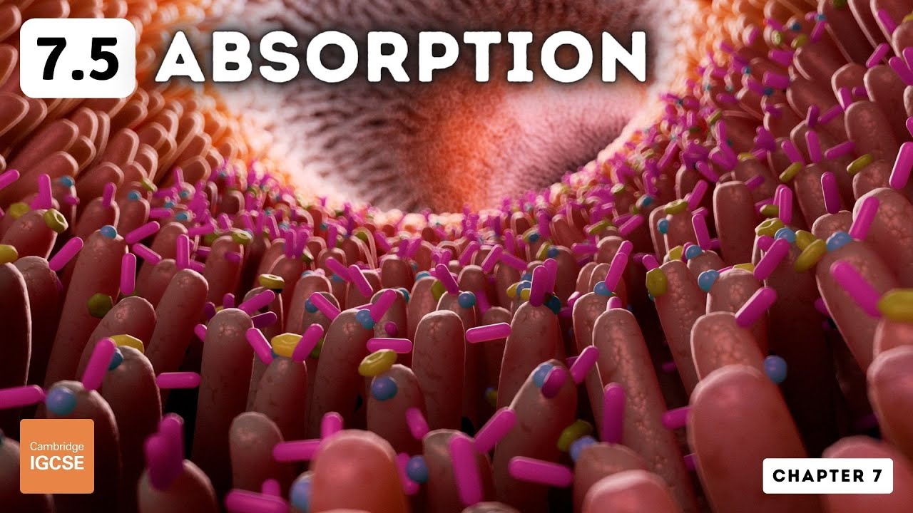 Understanding Absorption in the Human Body: A Deep Dive into IGCSE ...