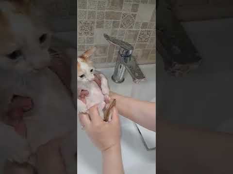 Cute Cat in Water 😍 Cats Love Water Video #Shorts