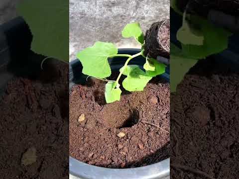 Plant the tree #plants #shorts