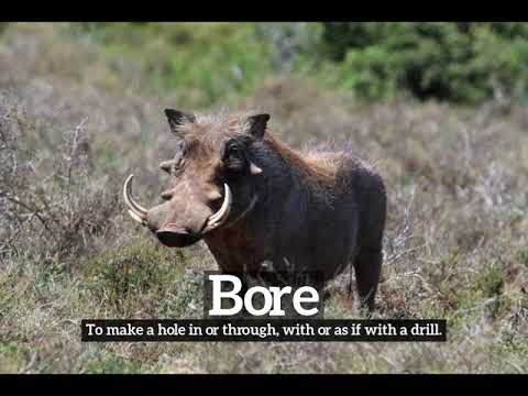 What is Bore? | How Does Bore Look? | How to Say Bore in English?