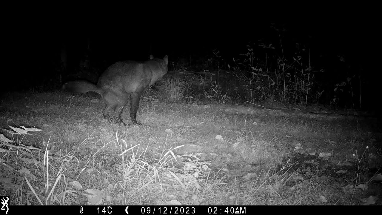 What does a wolf eat in a year?