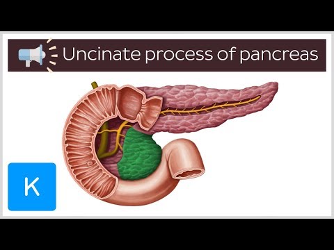 Uncinate process of pancreas | Anatomical Terms Pronunciation by Kenhub