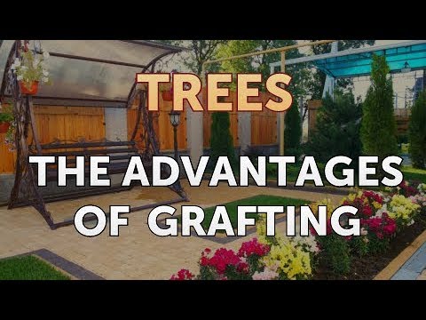 The Advantages of Grafting