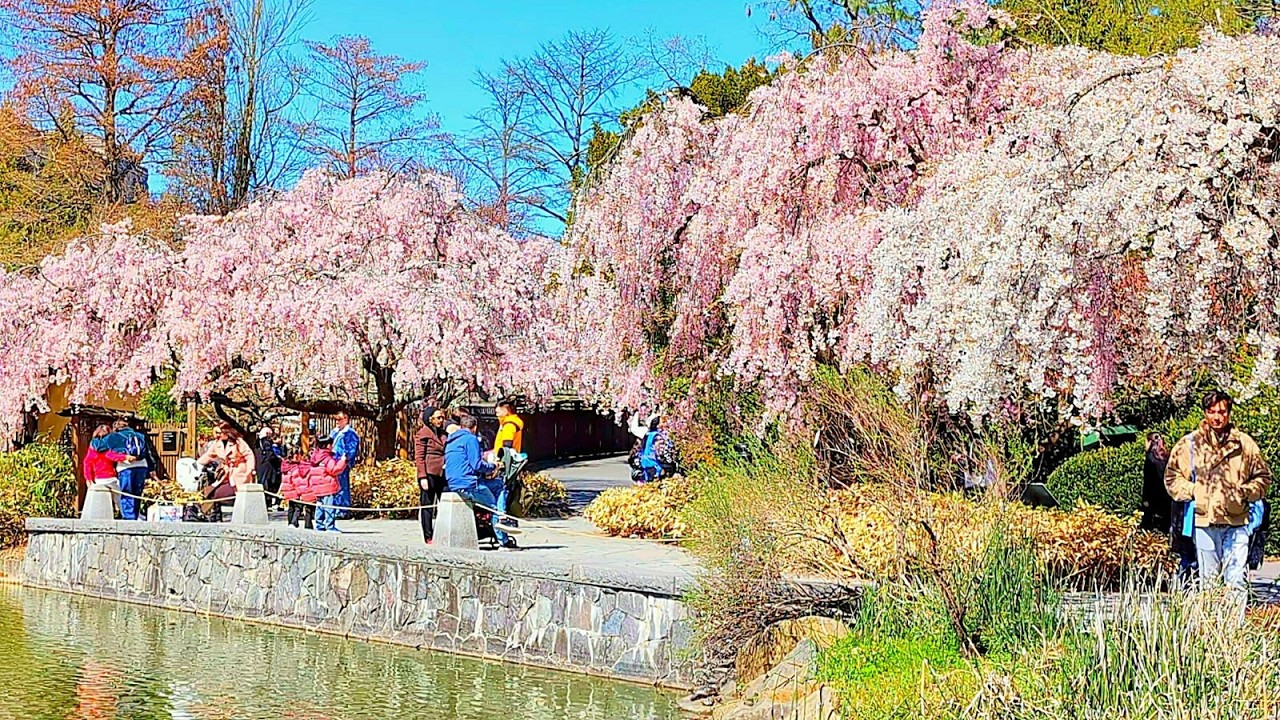 NYC Cherry Blossoms in Full Bloom at Brooklyn Botanic Garden