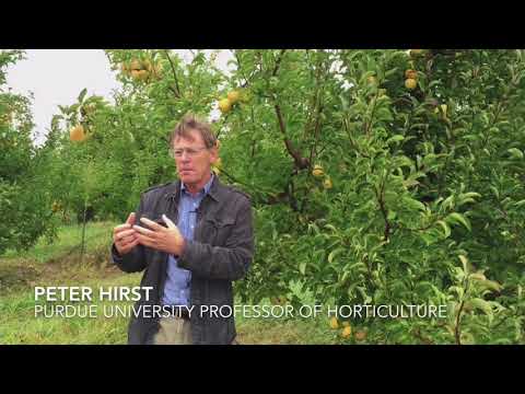 What makes a good cider?