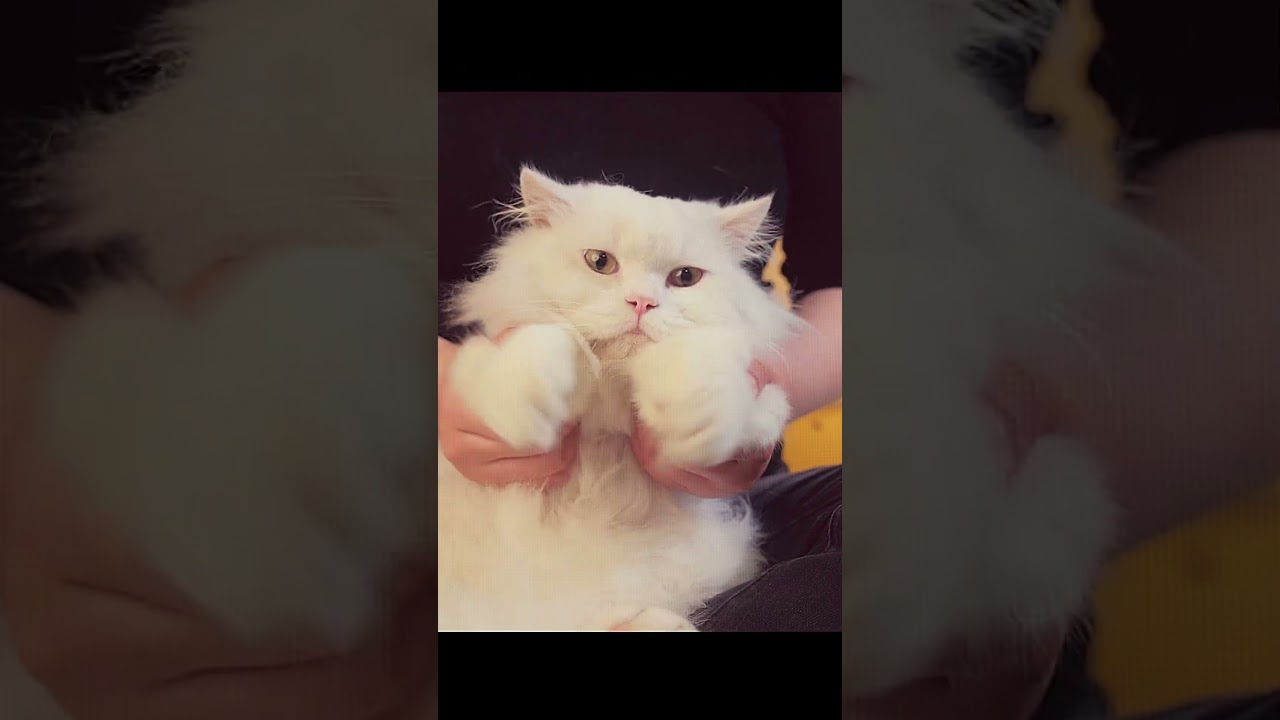 Too cute to scroll past 🐱