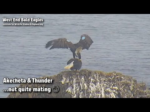 West End🦅Akecheta & Thunder❤️️...Not Quite Mating🤭Explore.org 2022-12-27