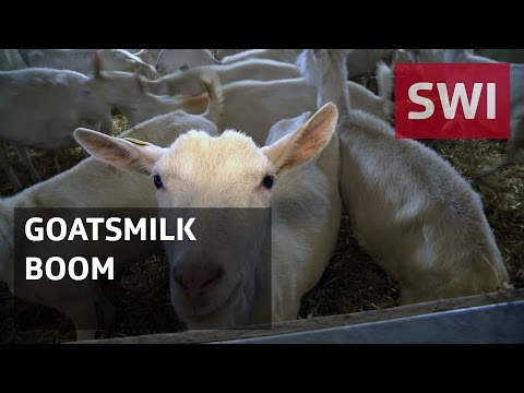 Goats' milk is booming