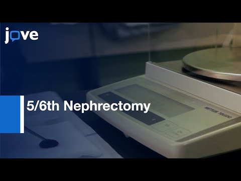 5/6th Nephrectomy: Induction of Chronic Kidney Disease | Protocol Preview