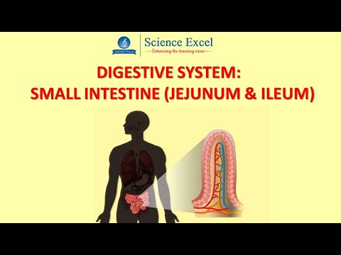 Small intestine (Jejunum & Ileum) | Science Excel