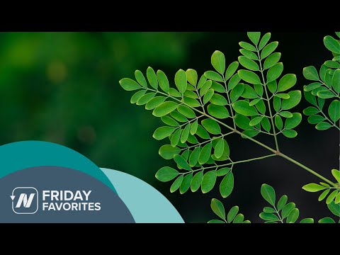 Friday Favorites: The Benefits and Side Effects of Moringa Leaf Powder