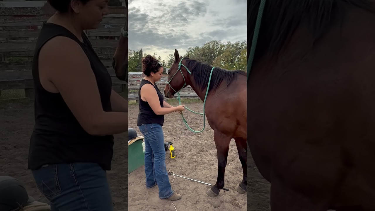 5 tips for Better Bareback Riding! #horseriding #horses #horsetips #howto #kidshorsevideos
