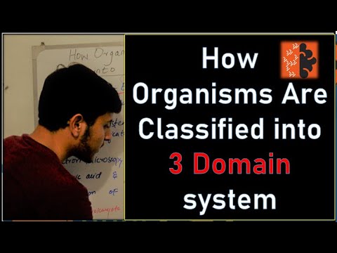 How Organisms Are Classified into 3 Domain System | Conceptiology