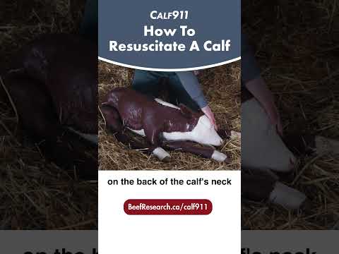 How to resuscitate a newborn calf #calf911 #calving #beefcattle