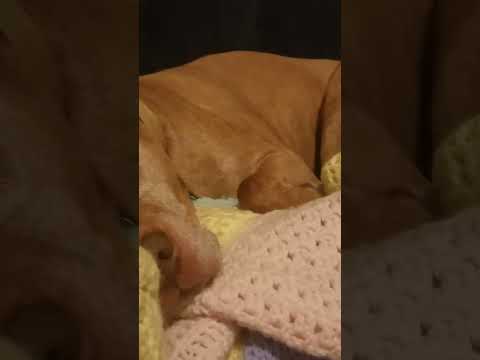 snoring dog meme😂