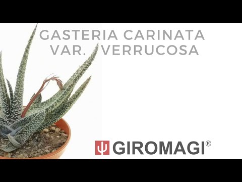 Gasteria carinata var. verrucosa