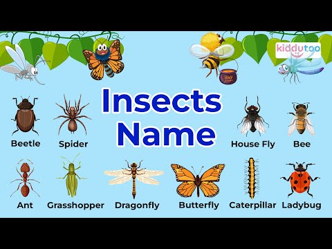 Insects Name with Picture | Insects & Bugs Vocabulary | Insect Names for Kids Toddlers, Kindergarten