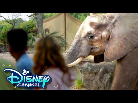 Sydney to the Max Cast Learns About Elephants and Gorillas! | Celebrate Earth Day | Disney Channel