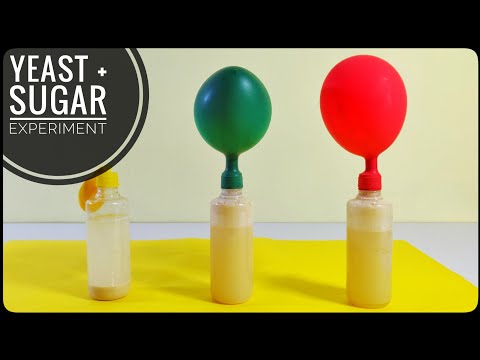 Sugar and Yeast Fermentation Experiment Anaerobic Fermentation with Balloons