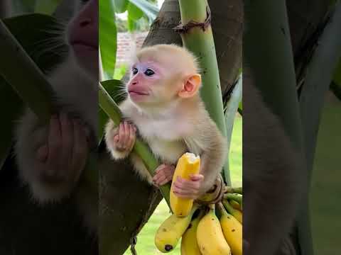 Baby monkey eaing so delicious he smiling widely, revealing its teeth so lovely ❤️