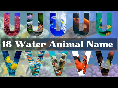 18 Water Animal names start with Letter “U & V” | Water Animal Vocabulary -Part 20 | Sea Animals