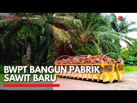 BWPT Bangun Pabrik Sawit Baru | IDX CHANNEL