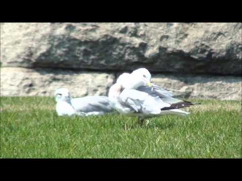 Son de Danza – harnizo