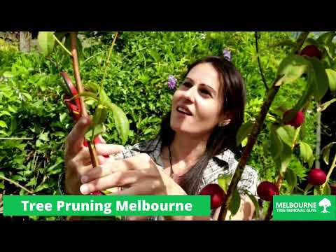 Best Tree Pruning Services in Narre Warren, Melbourne