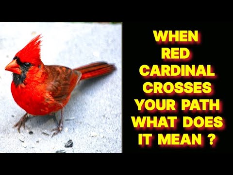 WHEN A RED CARDINAL BIRD CROSSES YOUR PATH WHAT DOES IT MEAN ?