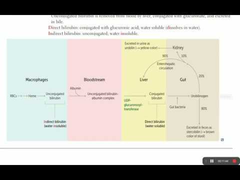 Up To Date - GIT PHYSIOLOGY (part 2) [pancreatic secreation & bilirubin pathway ]