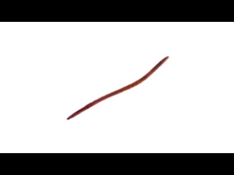 CAT GAMES ON SCREEN β Worm. Video for Cats to Watch (1 hour)