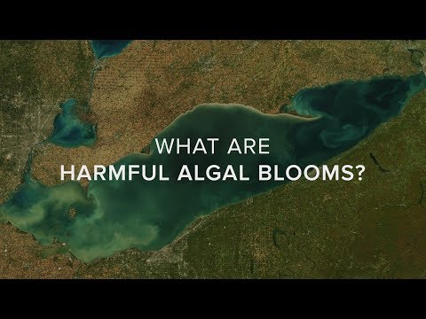 What Are Harmful Algal Blooms?