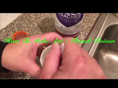 How To Kill Ants The Best Ant Killer Ever with Tracy Elman
