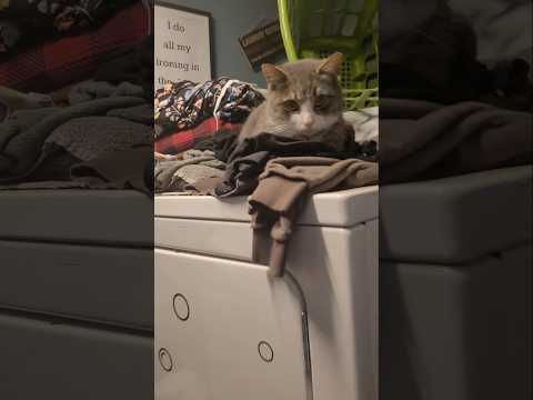 Zoro can't believe he was caught on the clothes dryer - cat bed