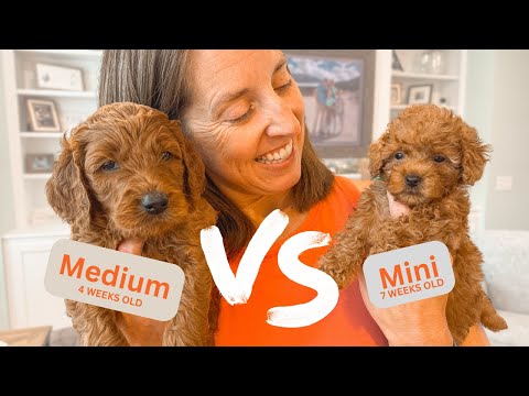 Choosing the Right Goldendoodle Size: A Complete Guide