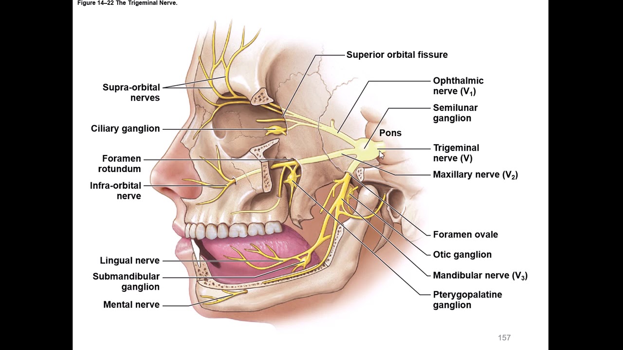 PowerPoint Cranial Nerves