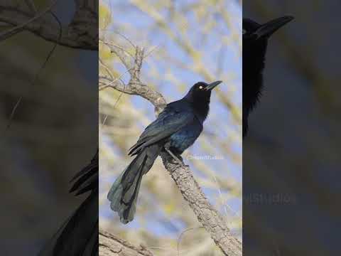 Great Tailed Grackle Calling Perched on a tree #gracle #blackbird #bird #nature #wildlife HA02817