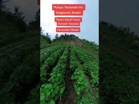 Punya Angsuran,Tanam ini Aja Gaes 🤑
