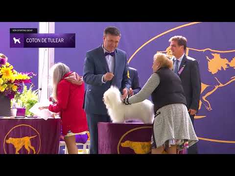 Cotons de Tulear | Breed Judging 2024