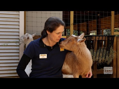 Weird Animal Facts: Goats