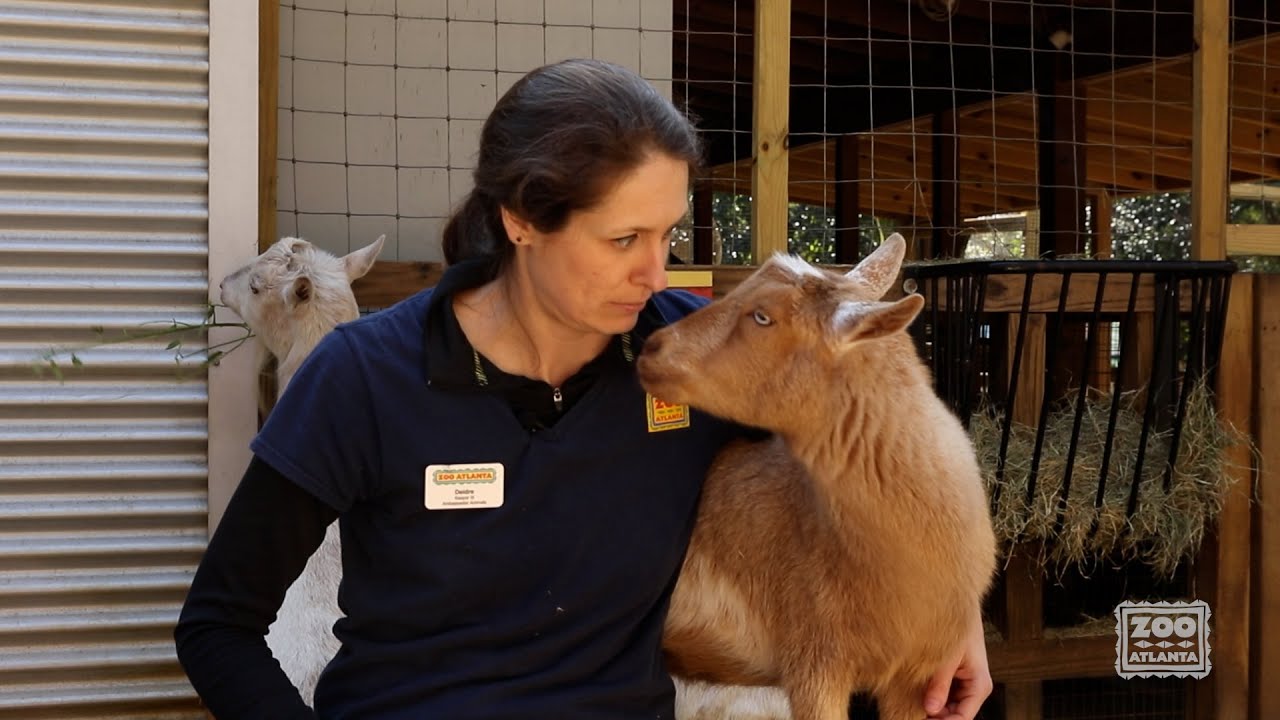 Weird Animal Facts: Goats