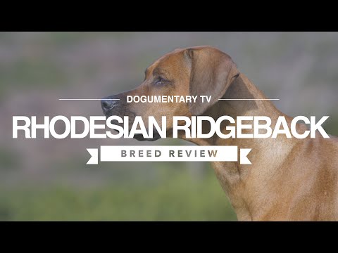 RHODESIAN RIDGEBACK BREED REVIEW