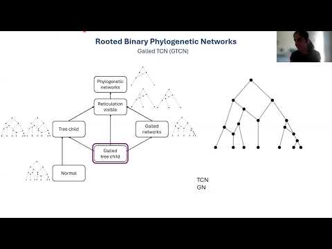 Combinatorics of time-consistent galled trees
